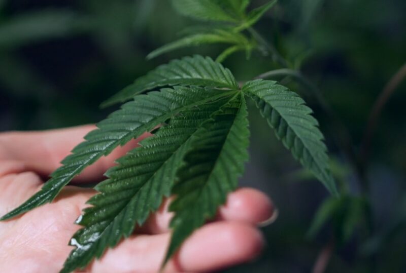 What Is Pgr Weed What It Is And How To Tell